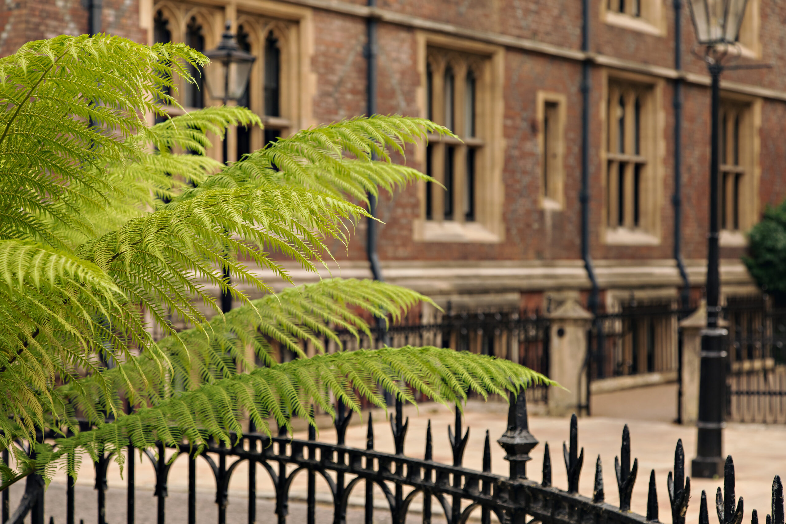 Alexander Cook KC successful in the Privy Council: Stevanovich v ...